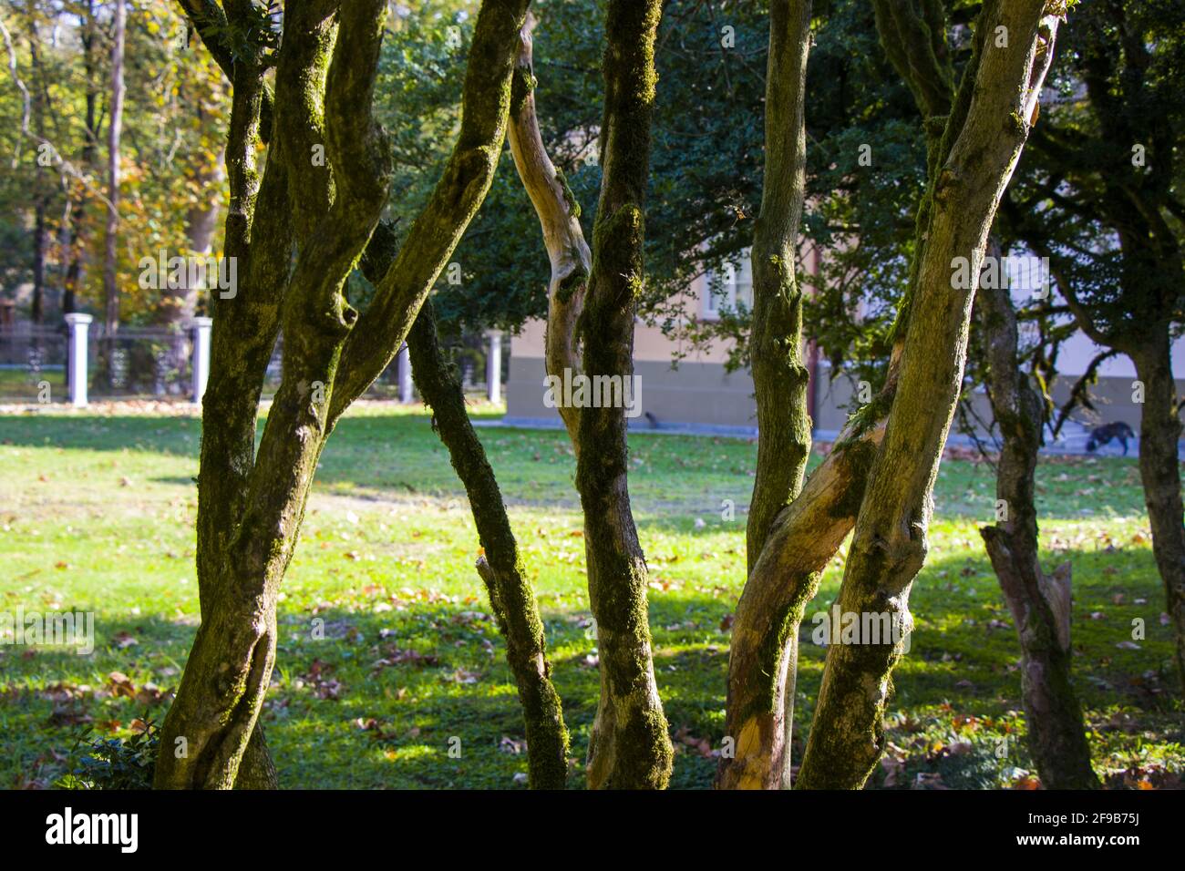 Old trees in Zugdidi Botanic garden in Georgia Stock Photo - Alamy