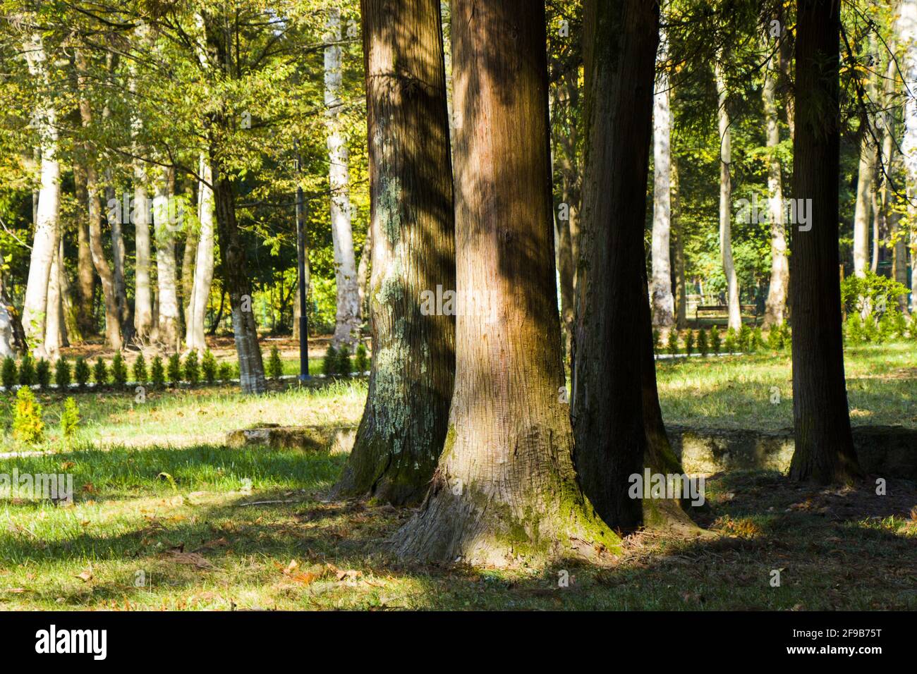 Old trees in Zugdidi Botanic garden in Georgia Stock Photo - Alamy