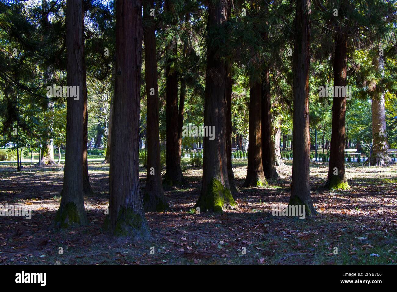 Old trees in Zugdidi Botanic garden in Georgia Stock Photo - Alamy