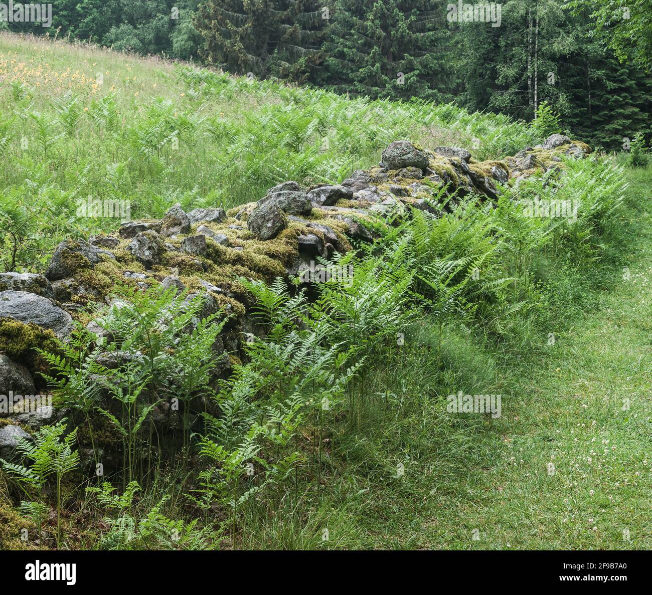 Stone wall with ferns, Sweden Stock Photo - Alamy