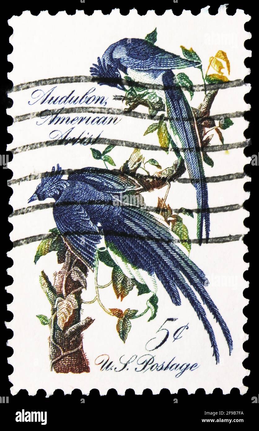 Black throated magpie jay hi-res stock photography and images - Alamy