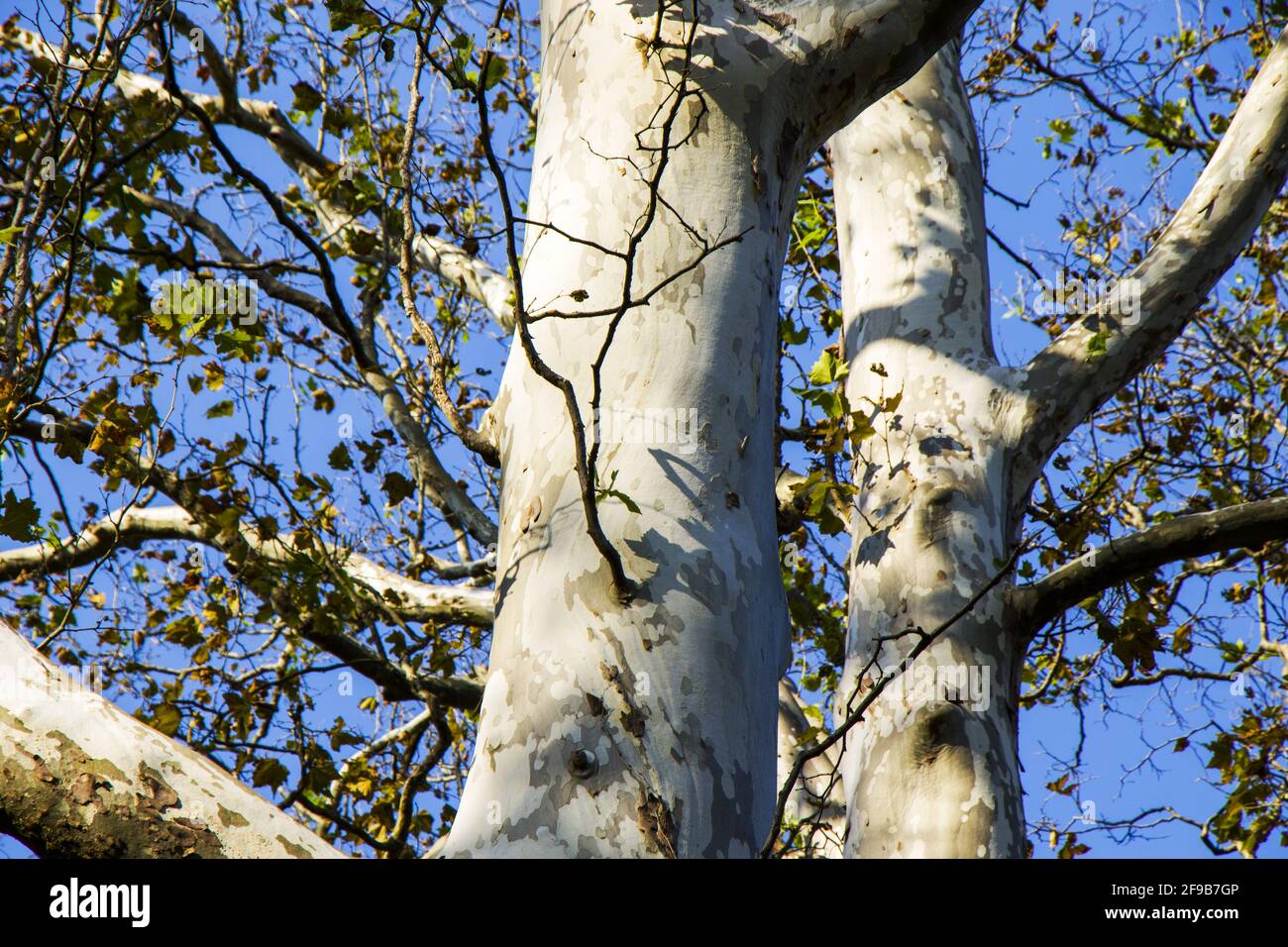Natural view of a plane tree in a park against a clear blue sky ...