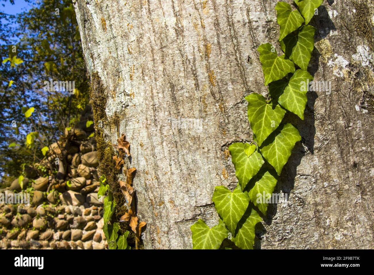 Climbing ivy plant on a tree trunk in a forest Stock Photo - Alamy