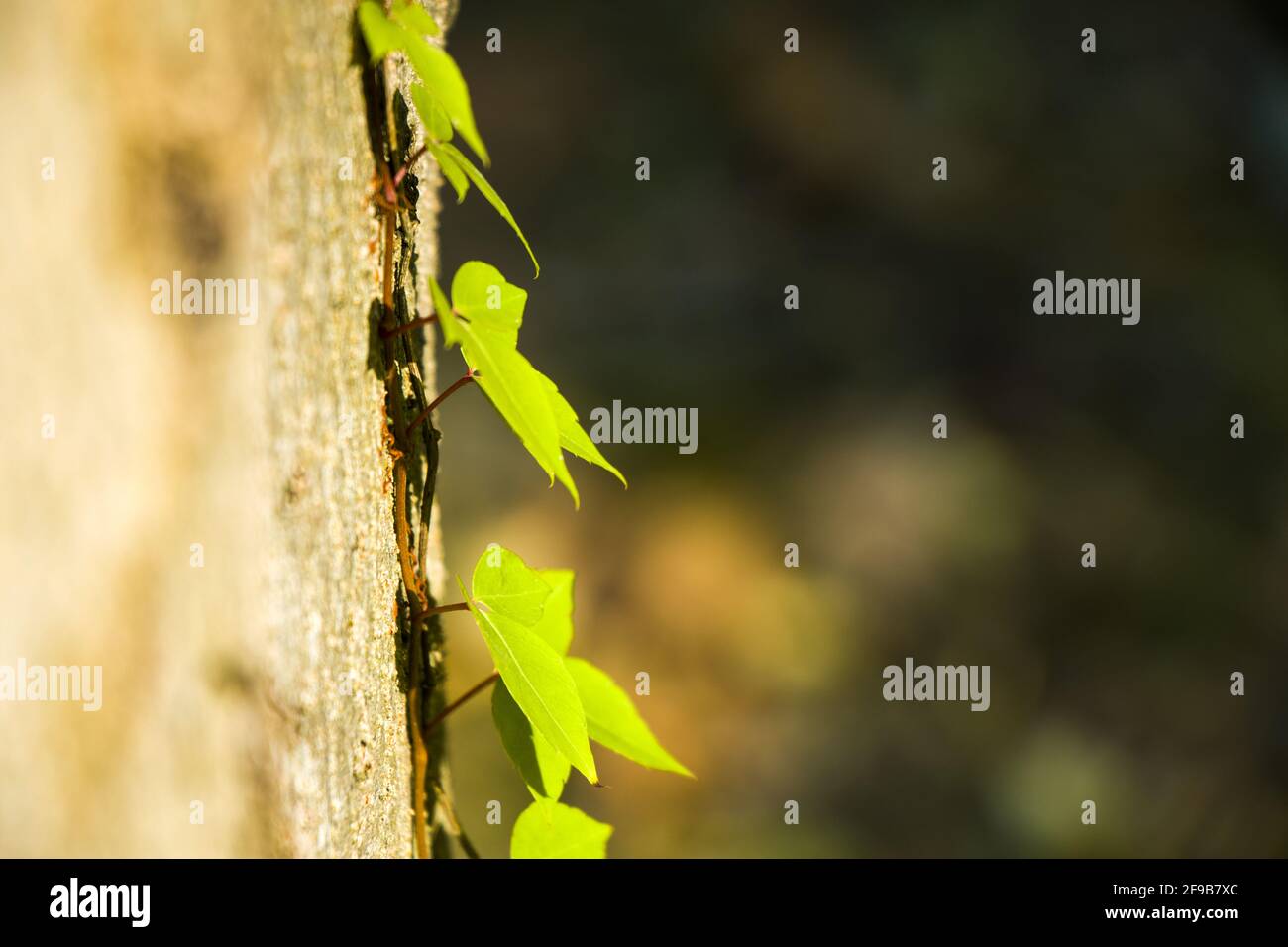 Leaves of an ivy plant on a tree Stock Photo - Alamy