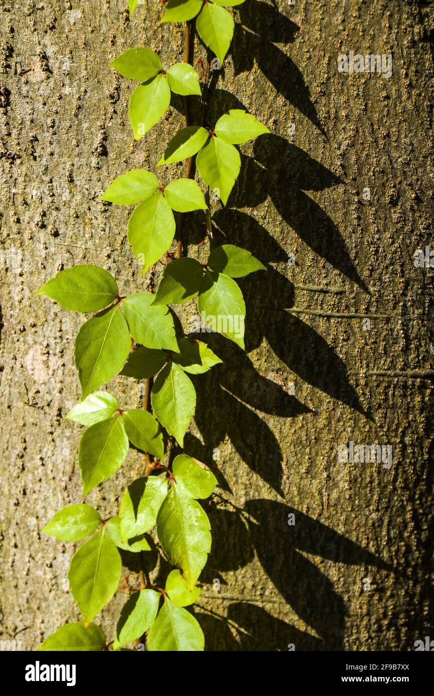 Vertical shot of ivy plant crawling on a tree trunk Stock Photo - Alamy