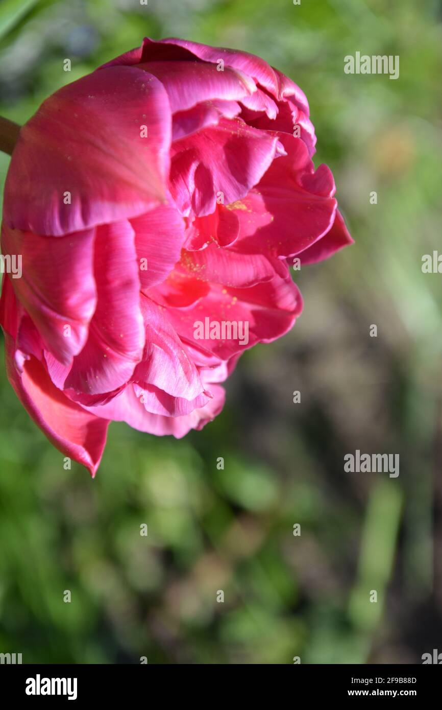 Tulip Red Princess High Resolution, Red tulip with rose petals, bright ...