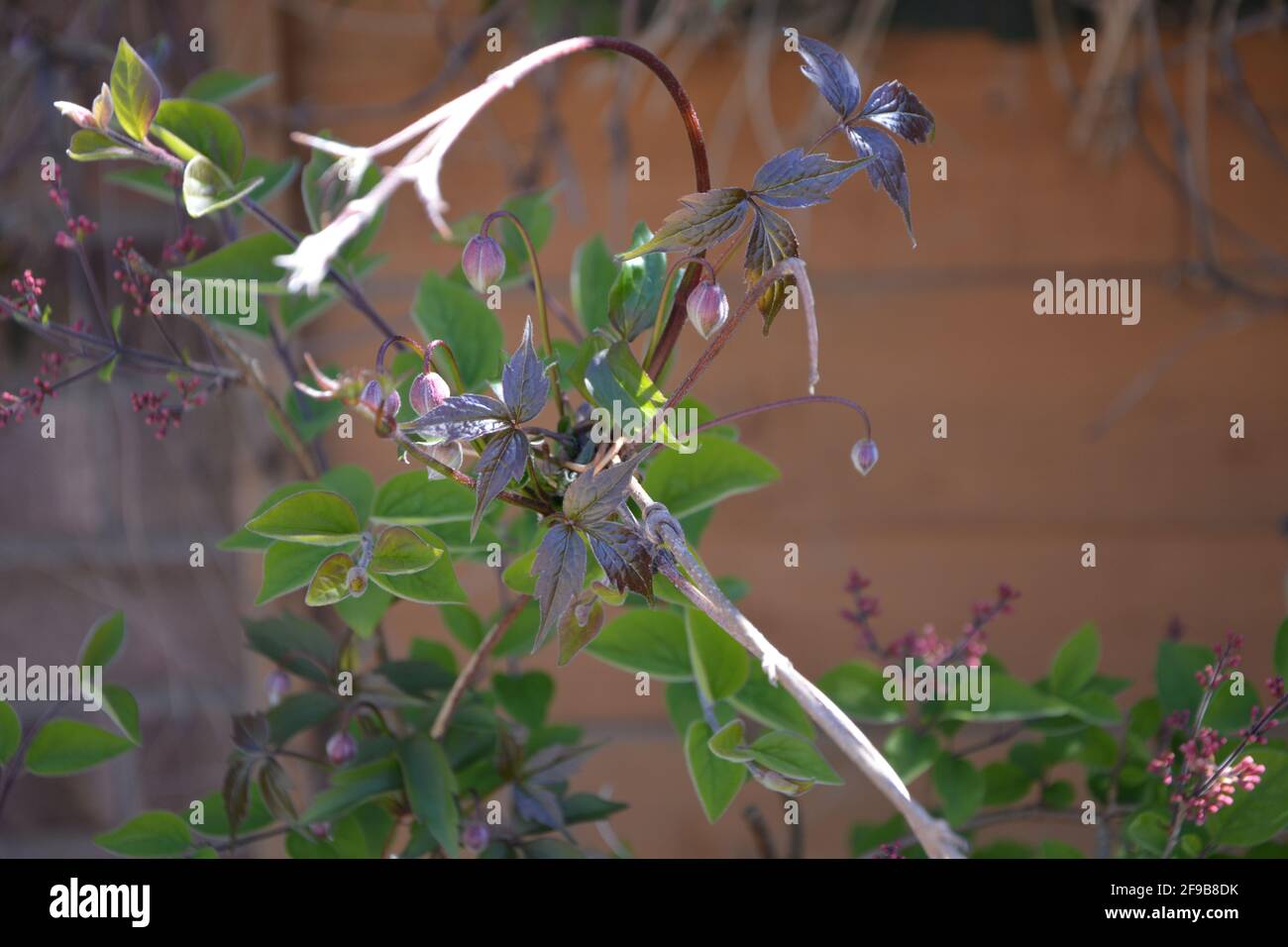 Looking Forward to Spring Blossom, DSLR Stock Photo - Alamy