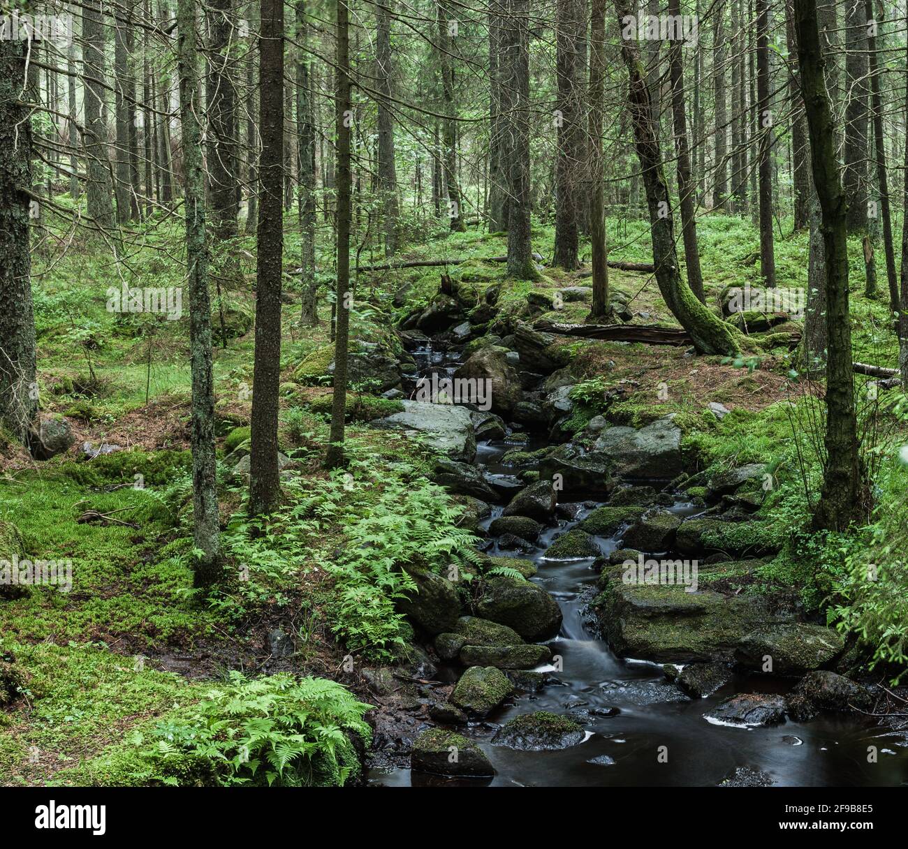 Dry stream in forest, Sweden Stock Photo - Alamy