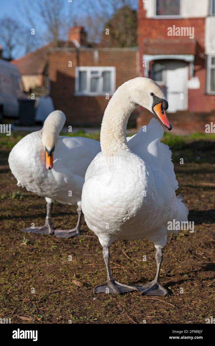 UK, England, London, Southall, Mute swans near houses on The Common ...