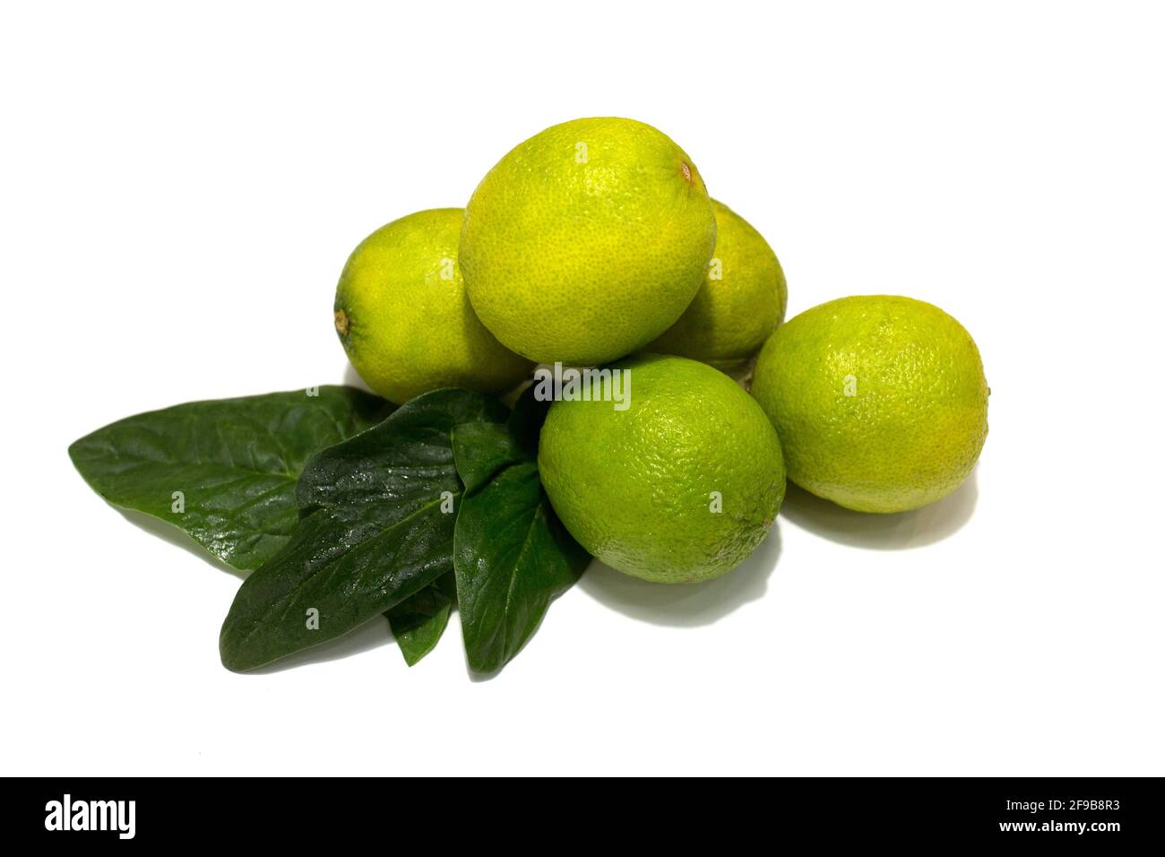 Lime slice leaves on Cut Out Stock Images & Pictures - Alamy