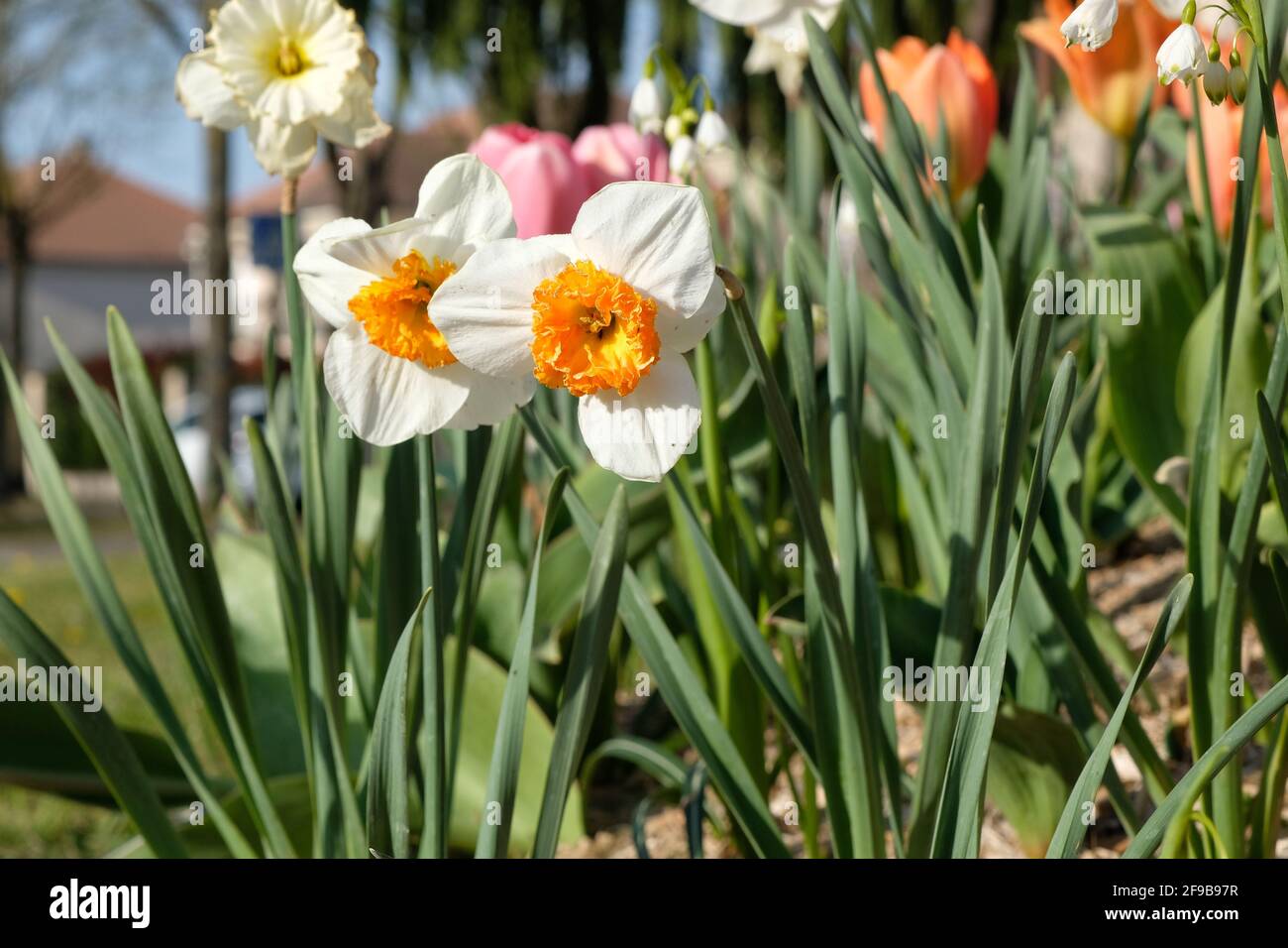 Spring expression hi-res stock photography and images - Alamy