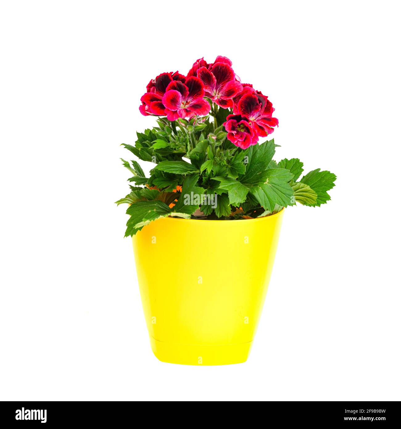Flower pot with blooming beautiful pink pelargonium. Studio Photo Stock ...