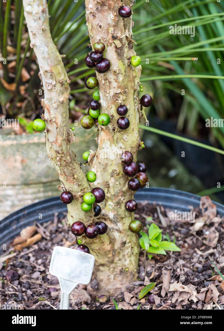 Brazilian grapetree hi-res stock photography and images - Alamy