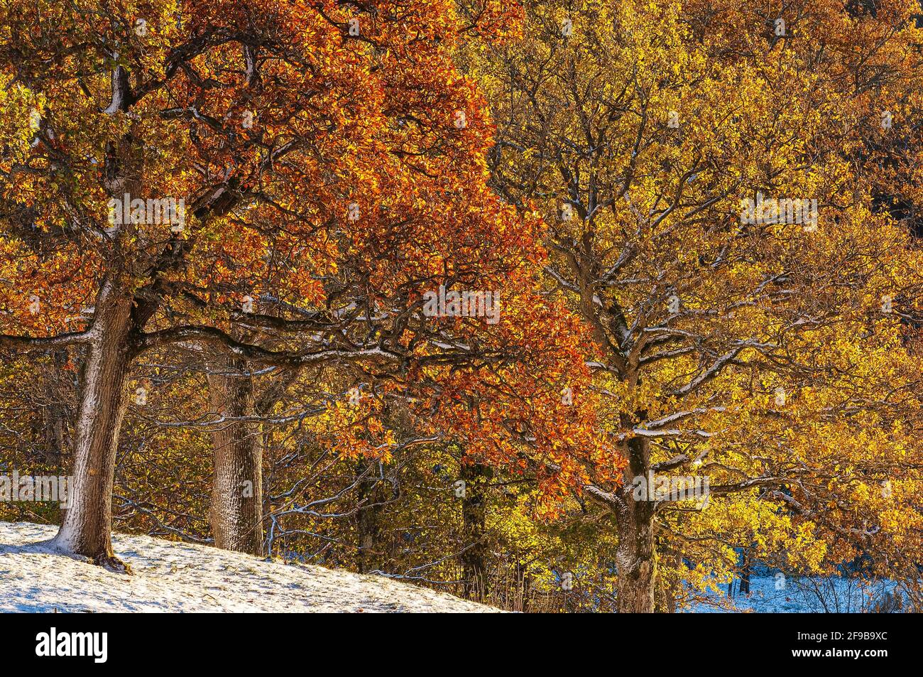 Fall colors on trees, Sweden Stock Photo - Alamy