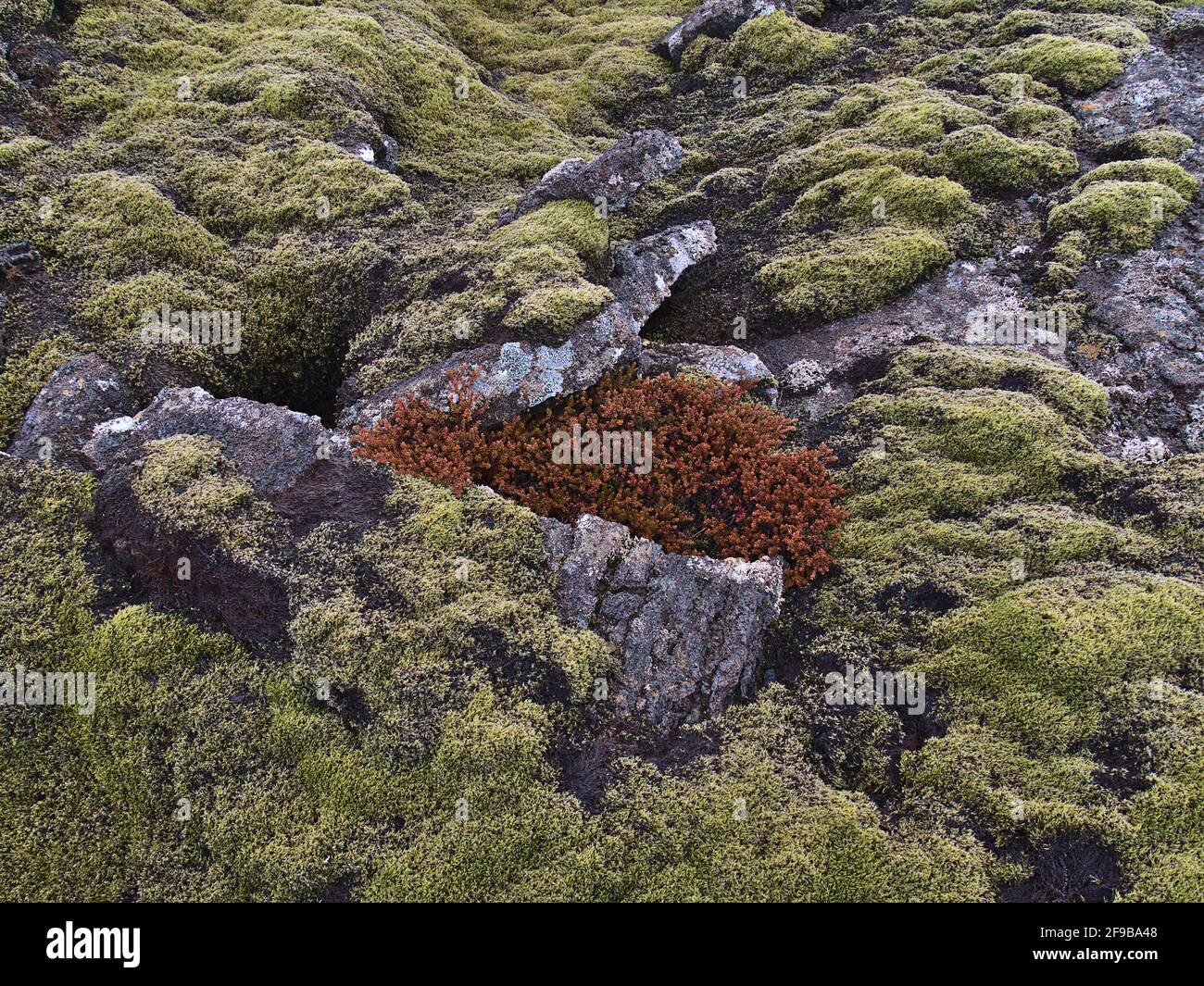 Lava rock with plant hi-res stock photography and images - Alamy