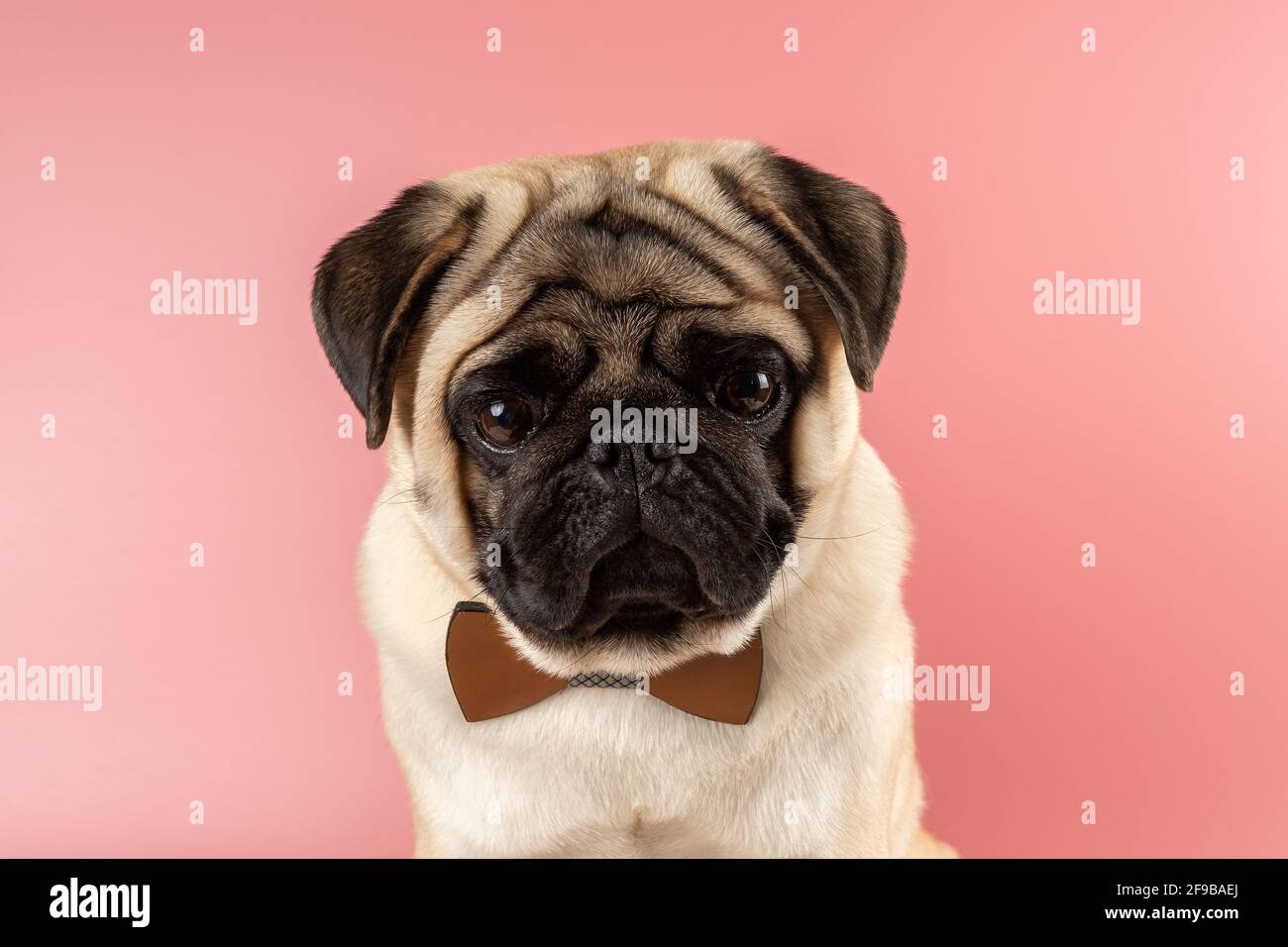 Cute Pug dog with bowtie on pink background Stock Photo - Alamy