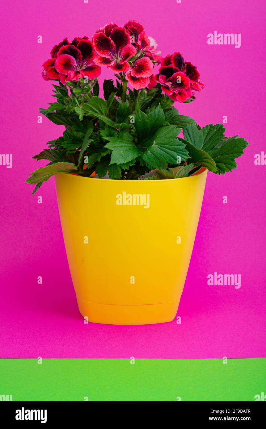 Flower pot with blooming beautiful pink pelargonium. Studio Photo Stock ...