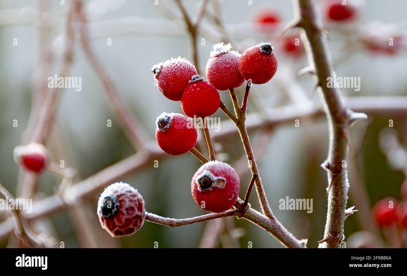 Red winter fruits hi-res stock photography and images - Alamy