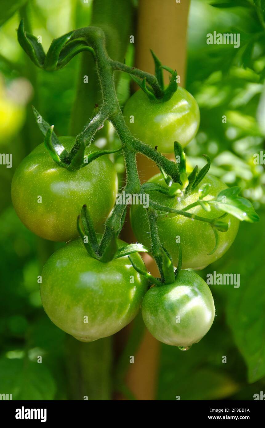 Shrub with fruits hi-res stock photography and images - Alamy