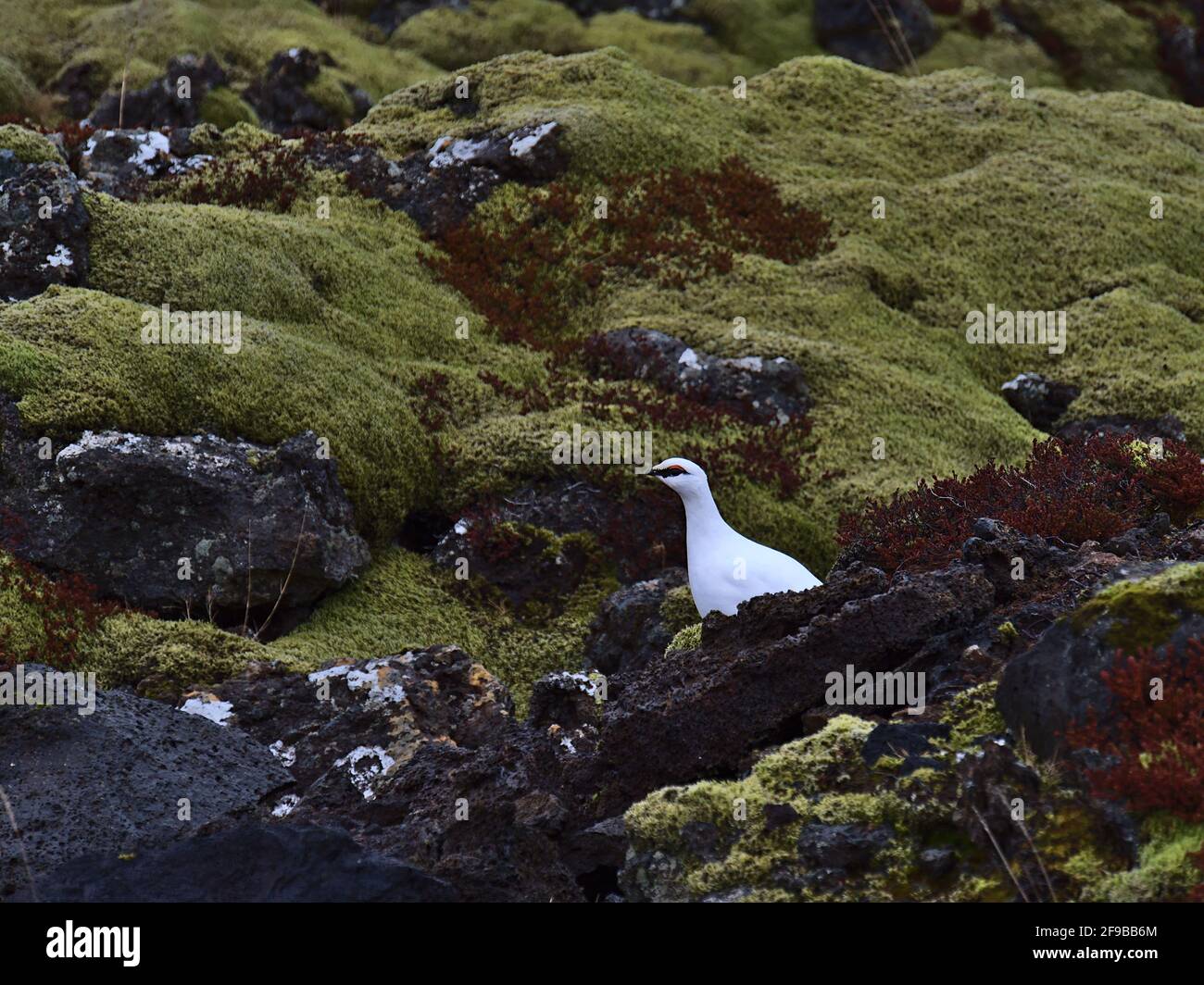 Lava rock with plant hi-res stock photography and images - Alamy