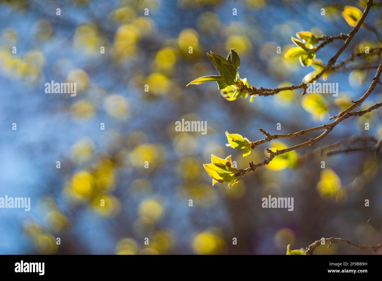 Morning dew on the leaves of the tree in garden Stock Photo - Alamy