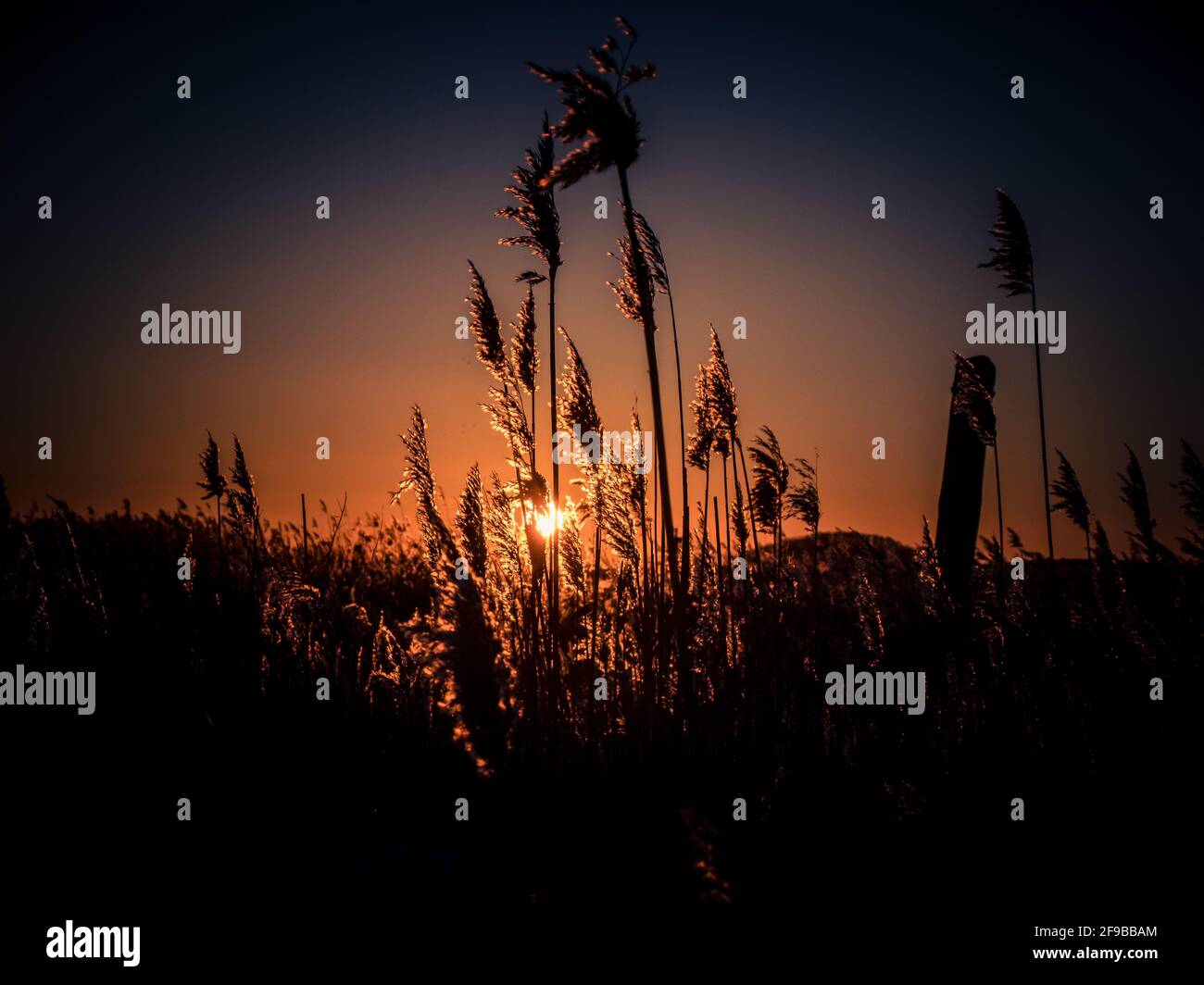 Beautiful view of the reeds growing in the field during the sunet Stock ...