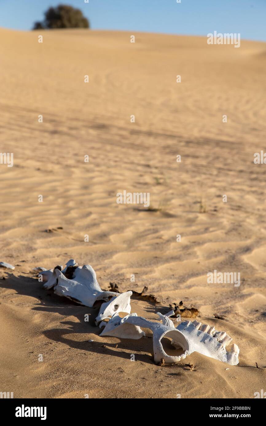 camel bones in desert Stock Photo - Alamy