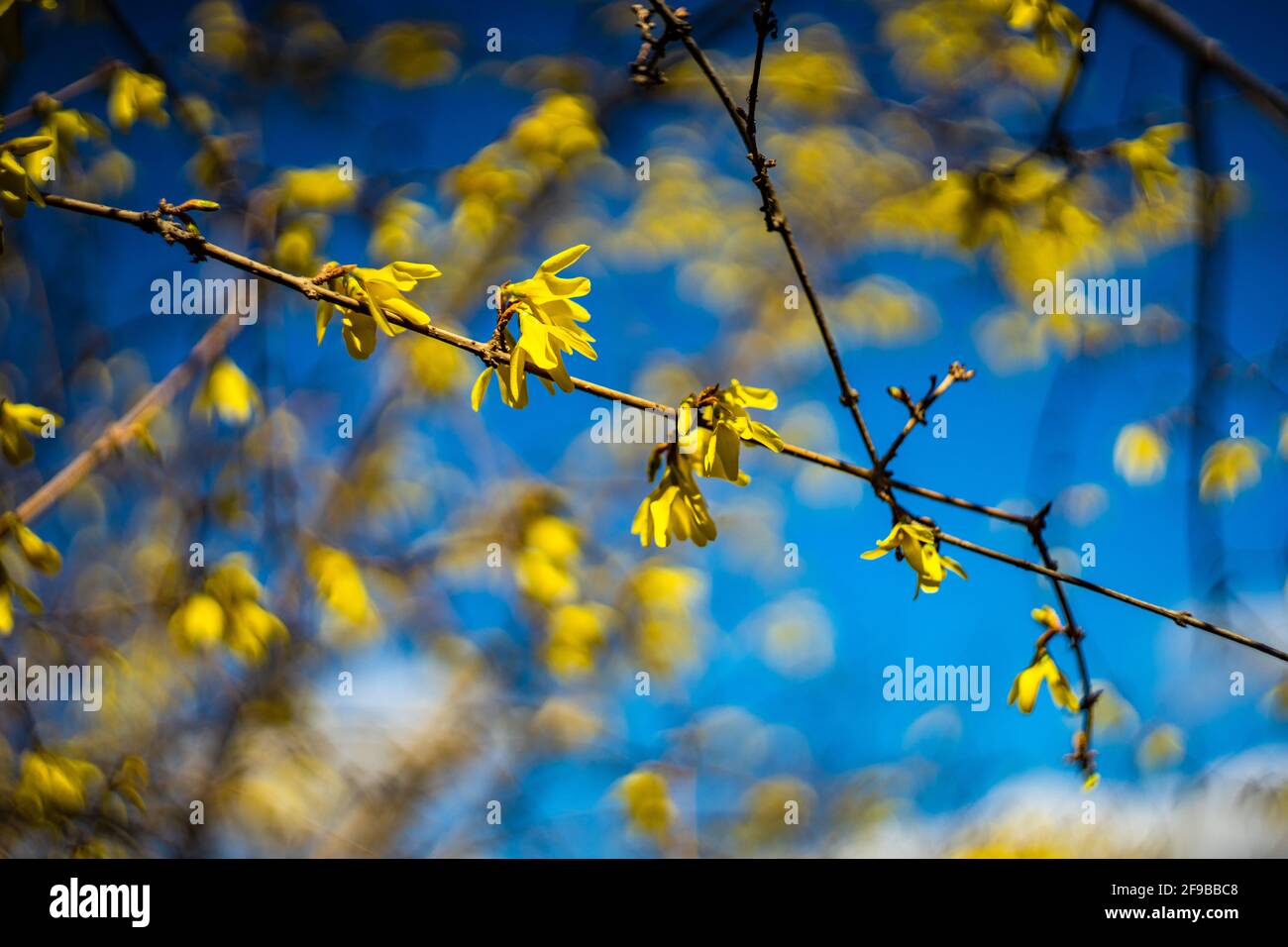 First yellow bell flowers of Forsythia on blue sky background Stock ...