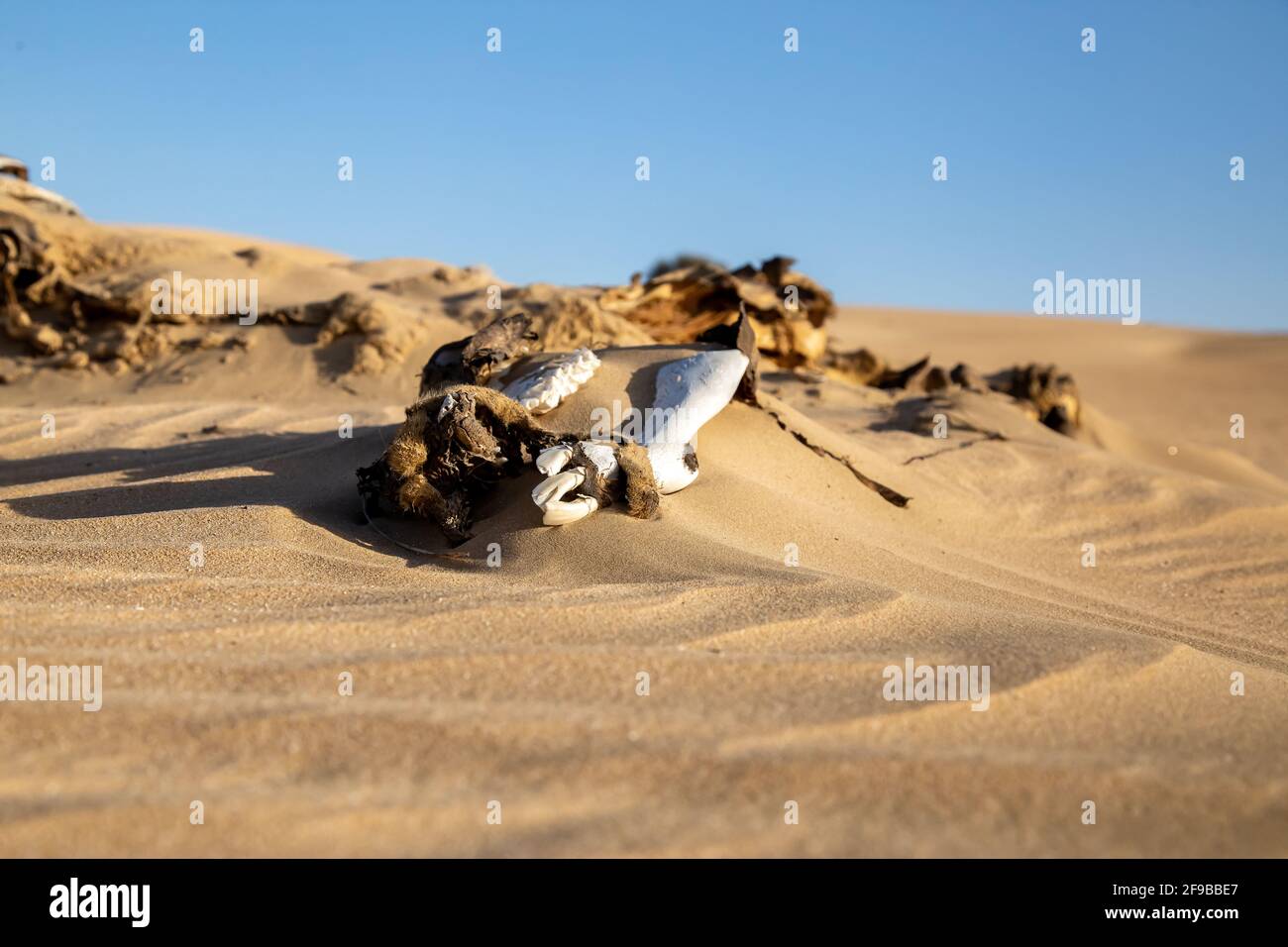 Camel bones in desert hi-res stock photography and images - Alamy