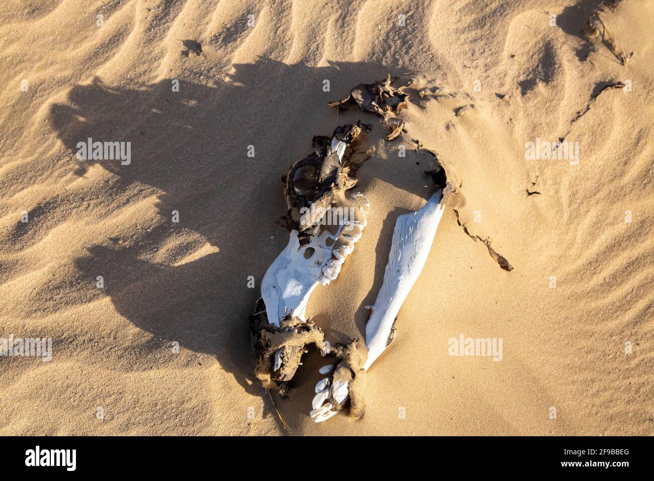 Camel bones in desert hi-res stock photography and images - Alamy
