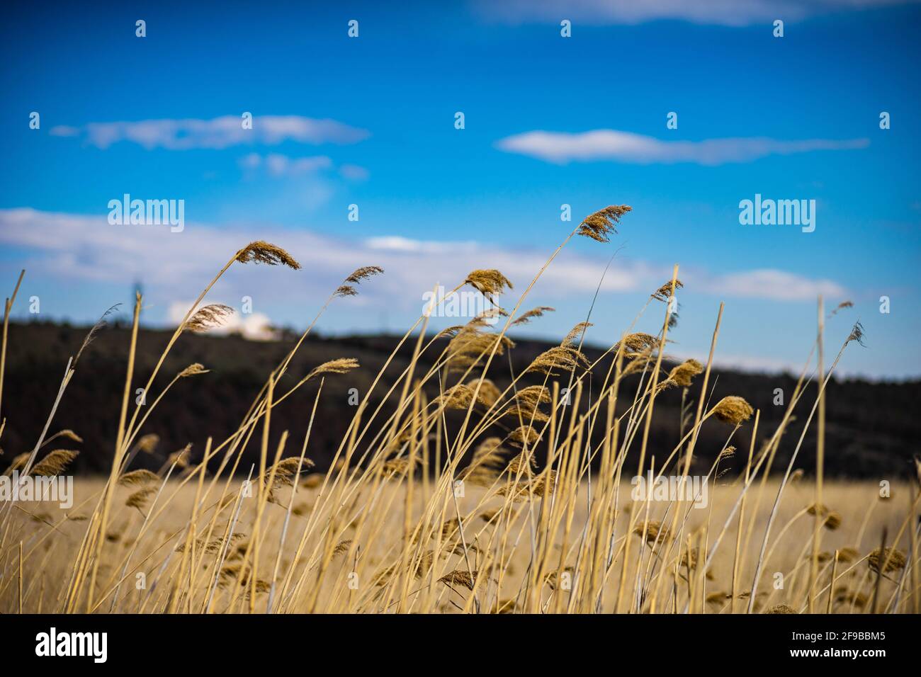 Cane plant on the Lisi lake in windy day in Tbilisi, Georgia Stock ...