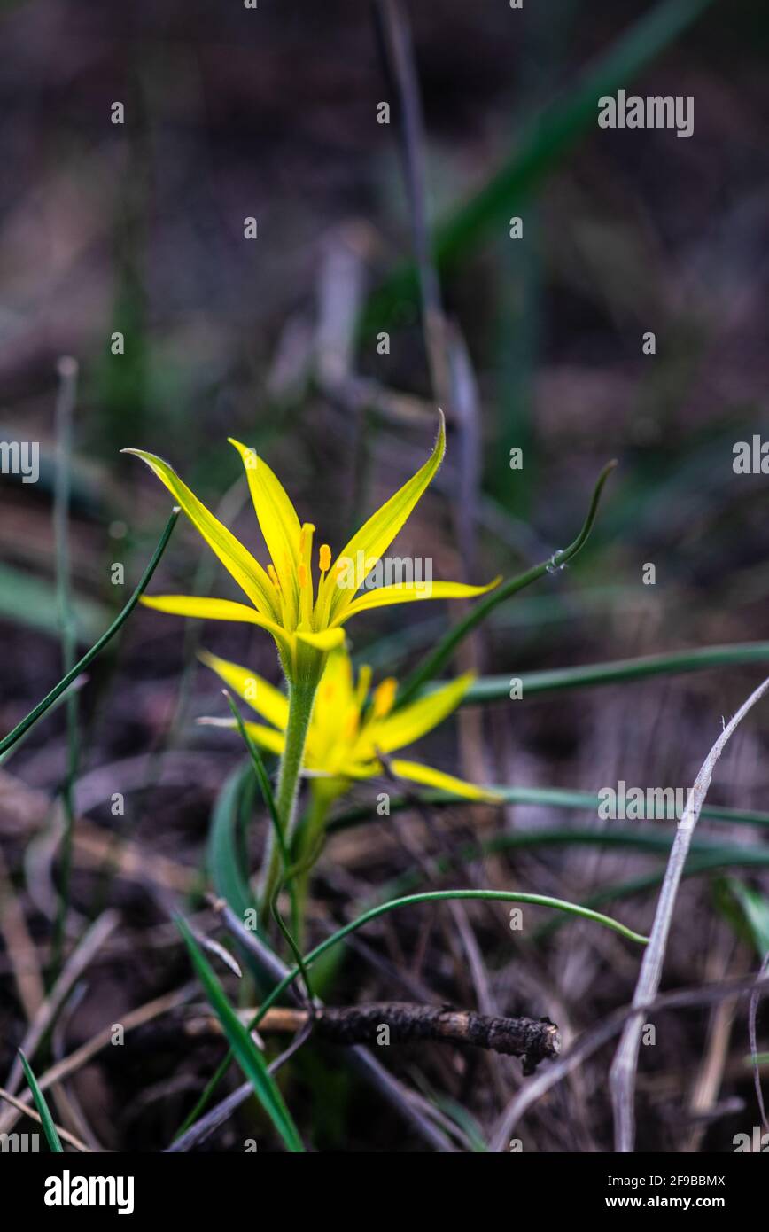 first spring flower - Ranunculus ficaria in the wood Stock Photo - Alamy