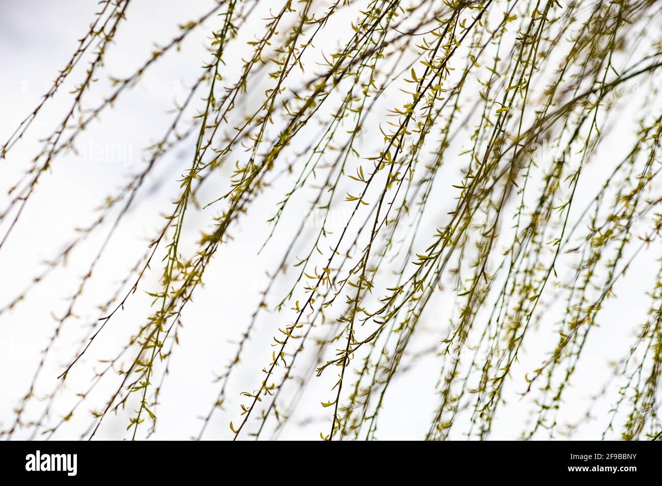 Willow tree with the first leaves as a natural background Stock Photo ...