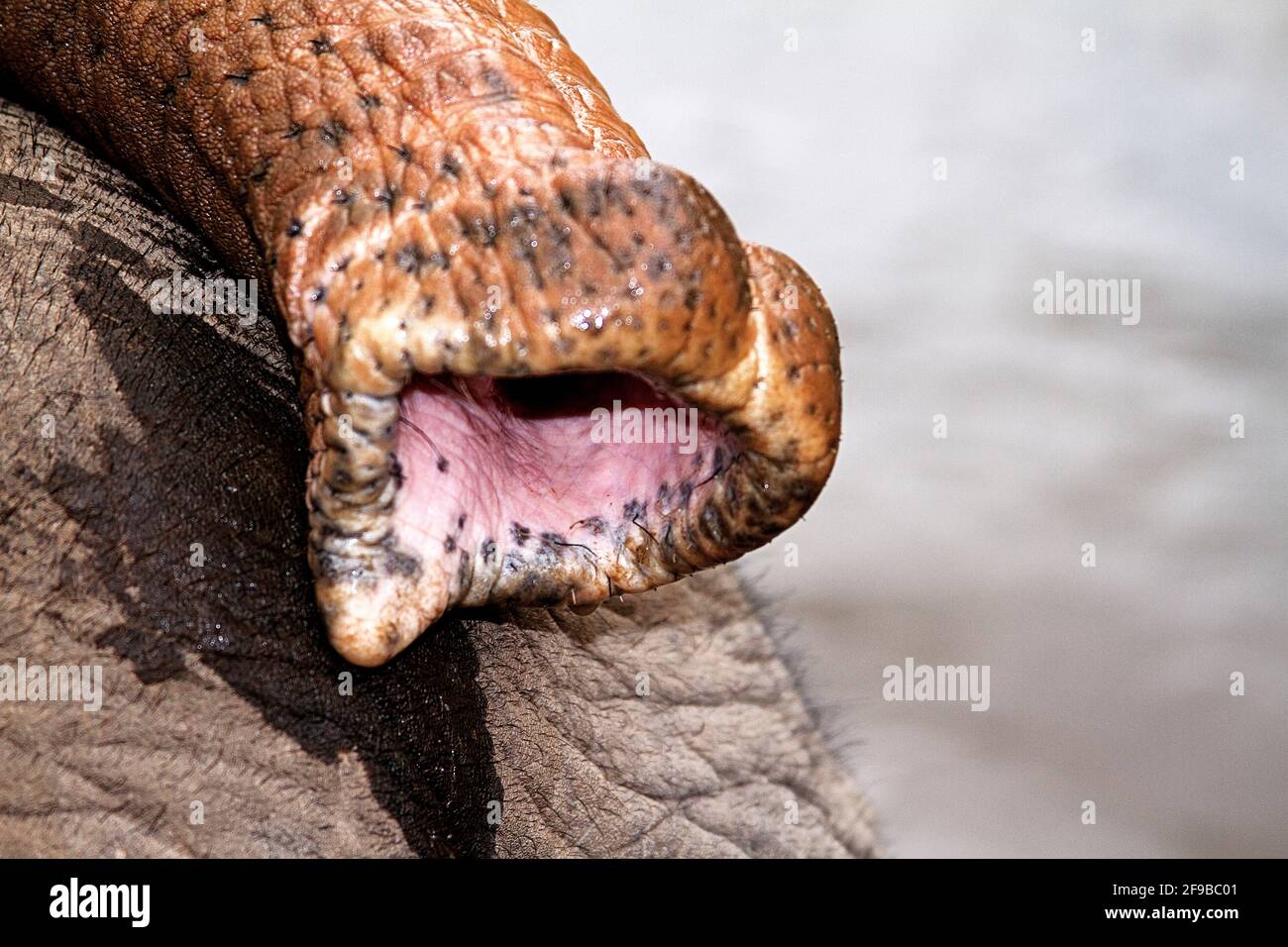 Nose Holes High Resolution Stock Photography and Images - Alamy