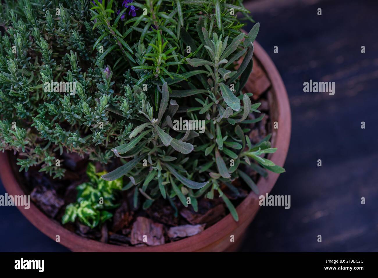Spice herbs like rosemary in a pot Stock Photo - Alamy
