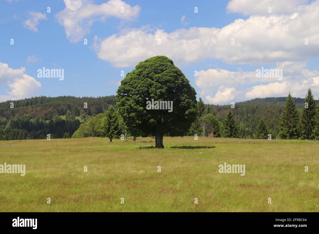 A summer view to the solitary tree in the green meadow with blue sky ...