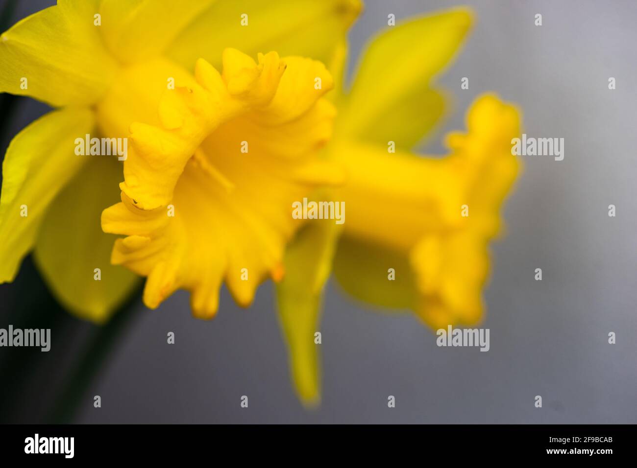 Bright yellow daffodil flowers details as a natural spring background ...
