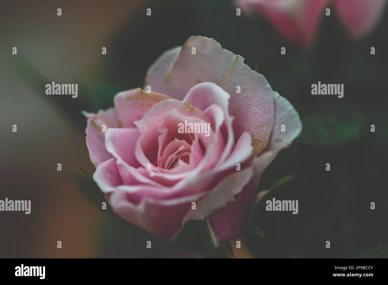 Dusty pink rose bush in a pot as a home gardening decoration Stock ...