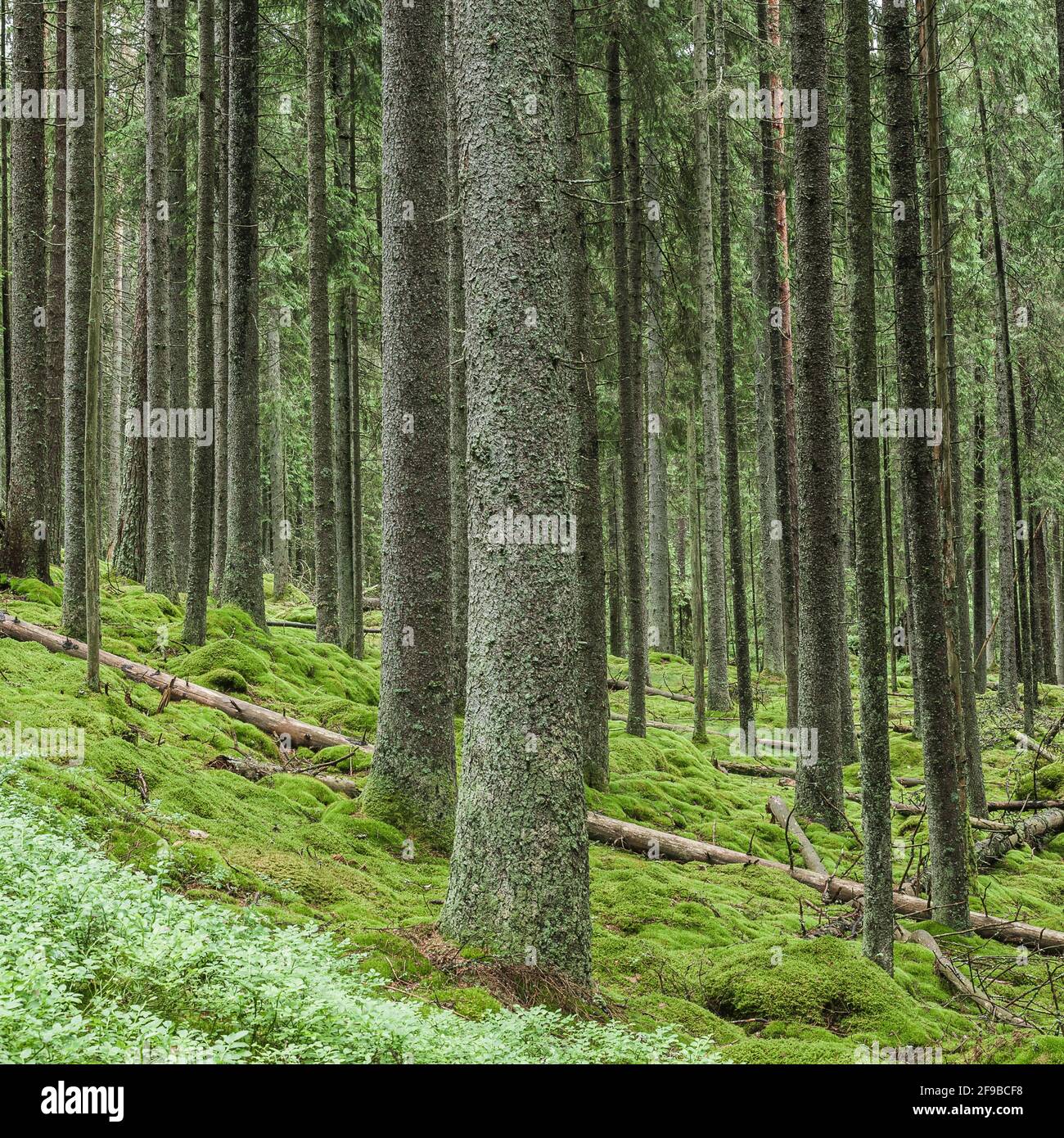 Forest with green moss, Sweden Stock Photo - Alamy