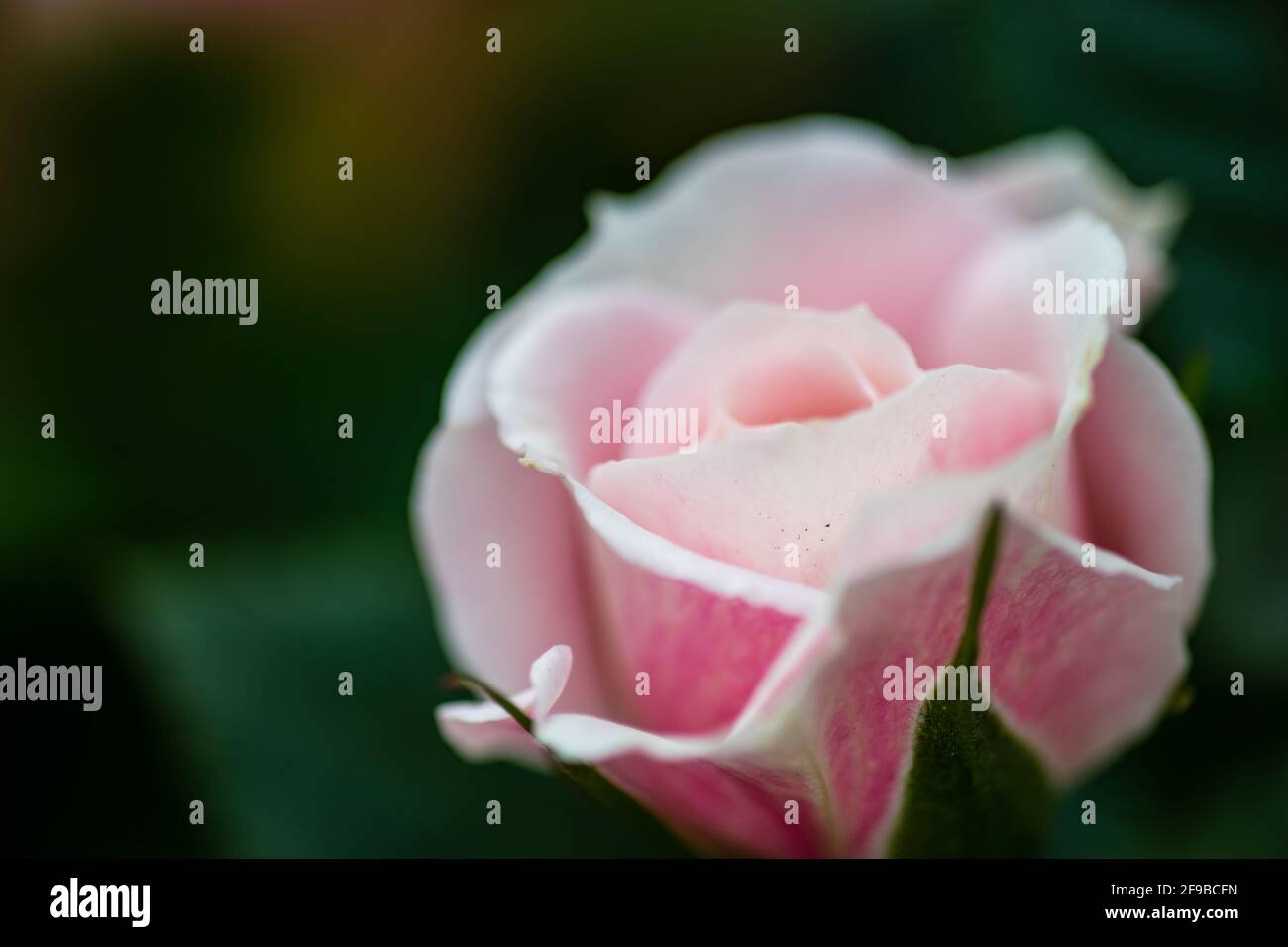 Dusty pink rose bush in a pot as a home gardening decoration Stock ...