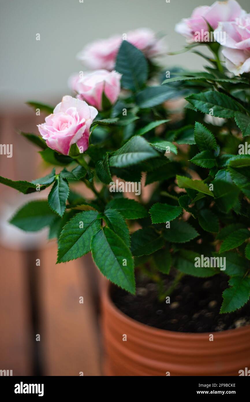 Dusty pink rose hi-res stock photography and images - Alamy