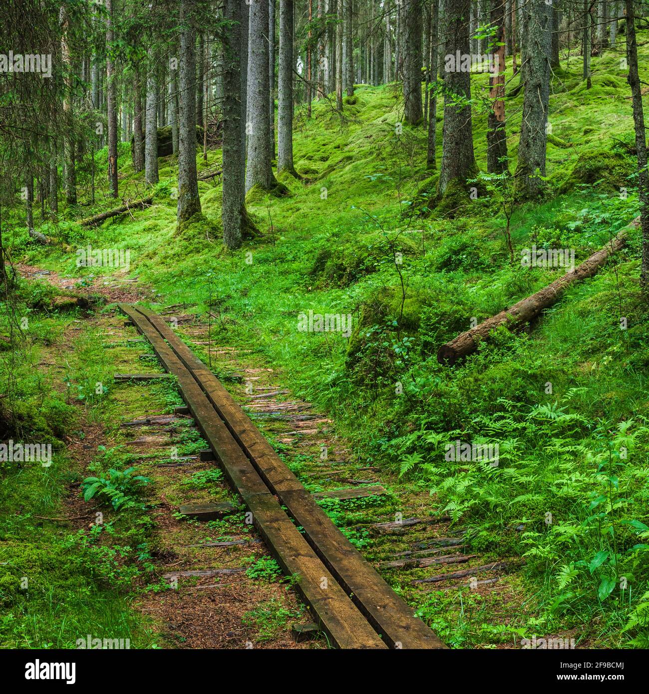 Beautiful green forest hiking hi-res stock photography and images - Alamy