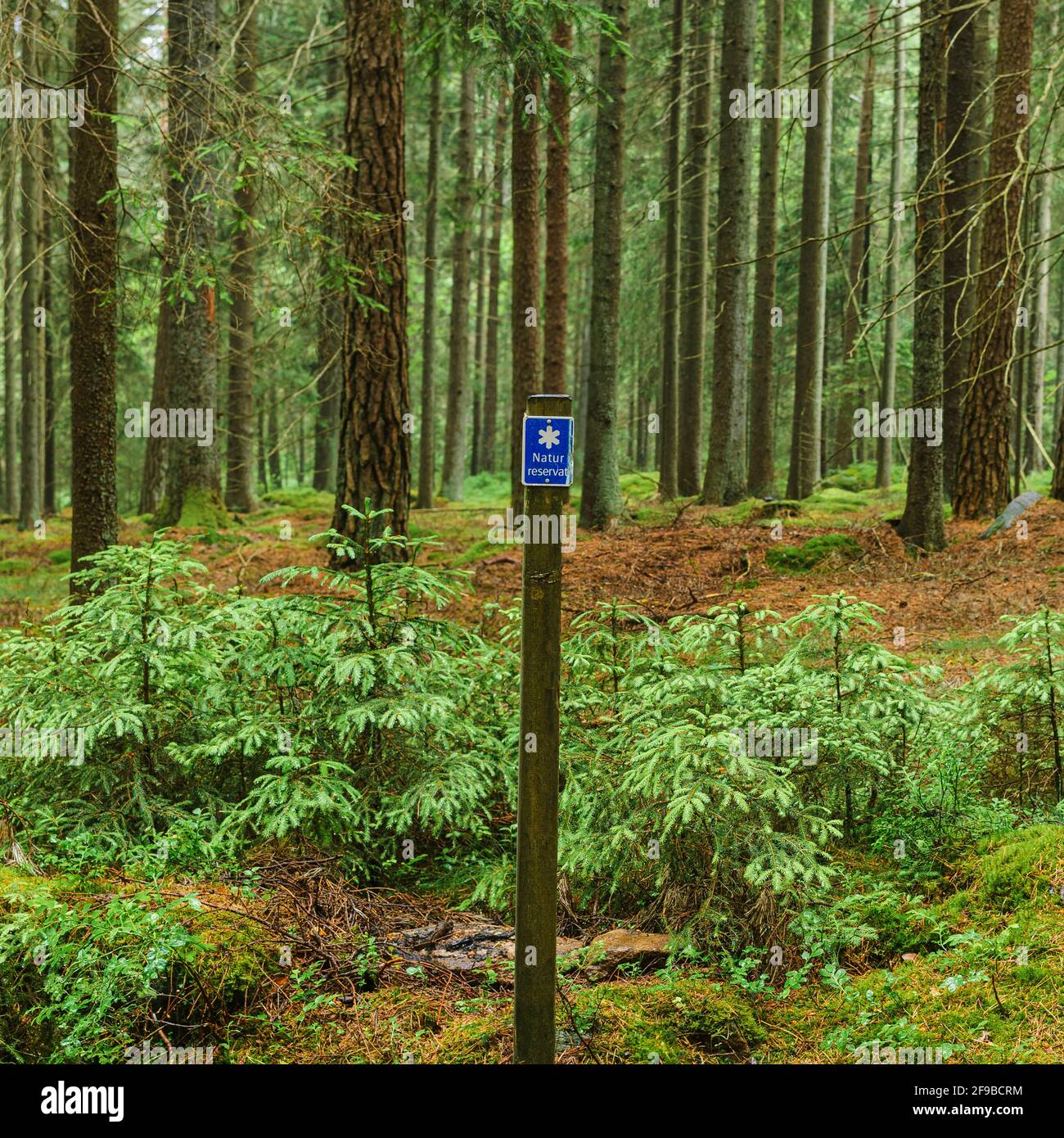 Nature reserve sign in front of forest Stock Photo - Alamy