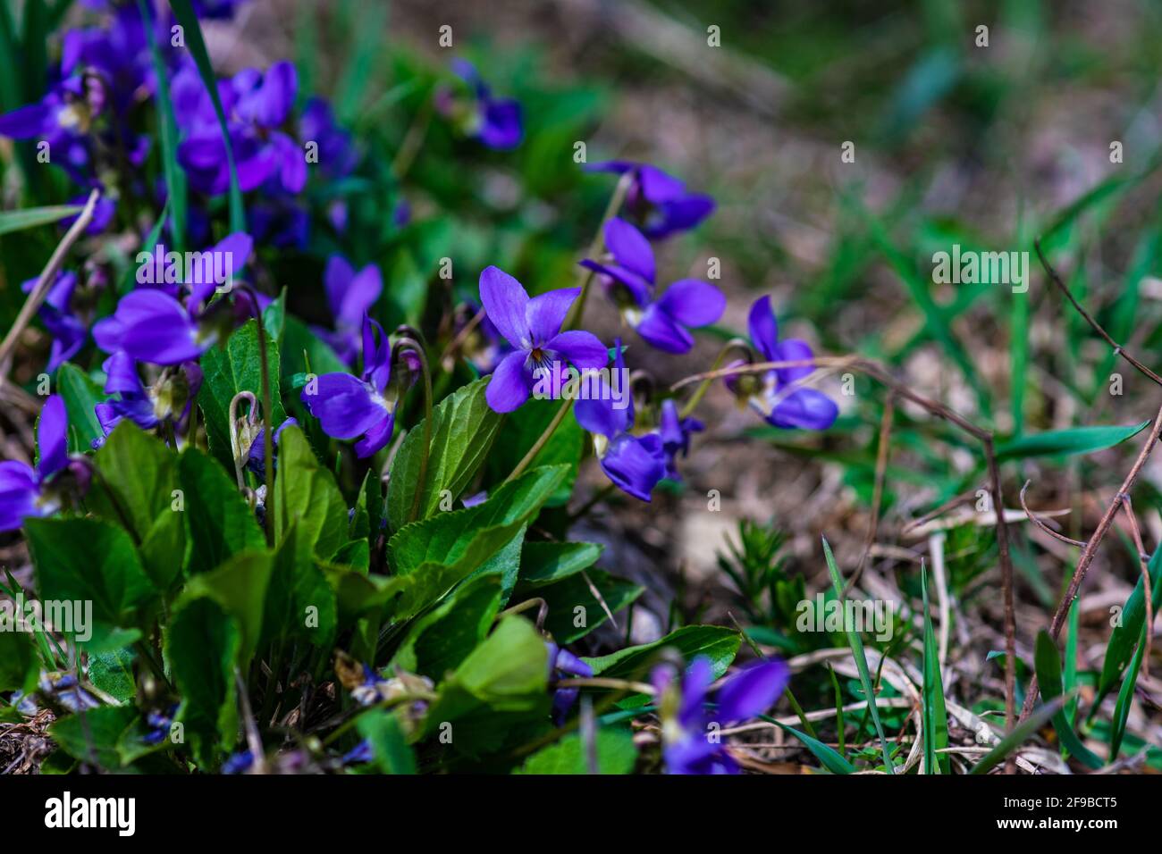 Viola odorata - Sweet Violet, English Violet, Common Violet, or Garden ...