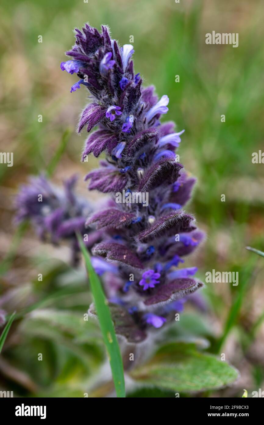 Wild blue flowers in a spring meadow Stock Photo - Alamy