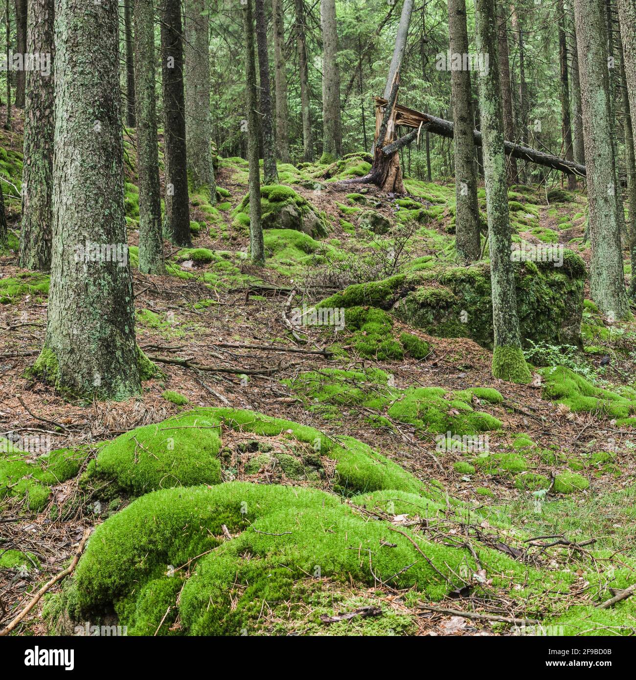 Klippan naturreservat hi-res stock photography and images - Alamy
