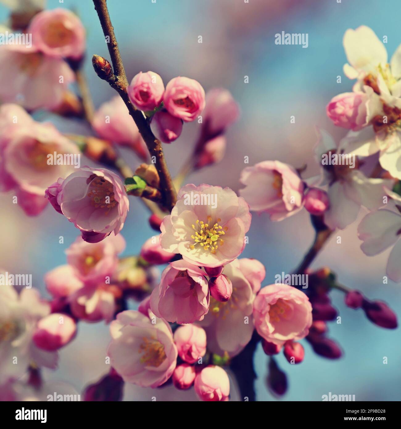 Beautifully flowering spring tree. Cherry blossom sakura in spring time ...