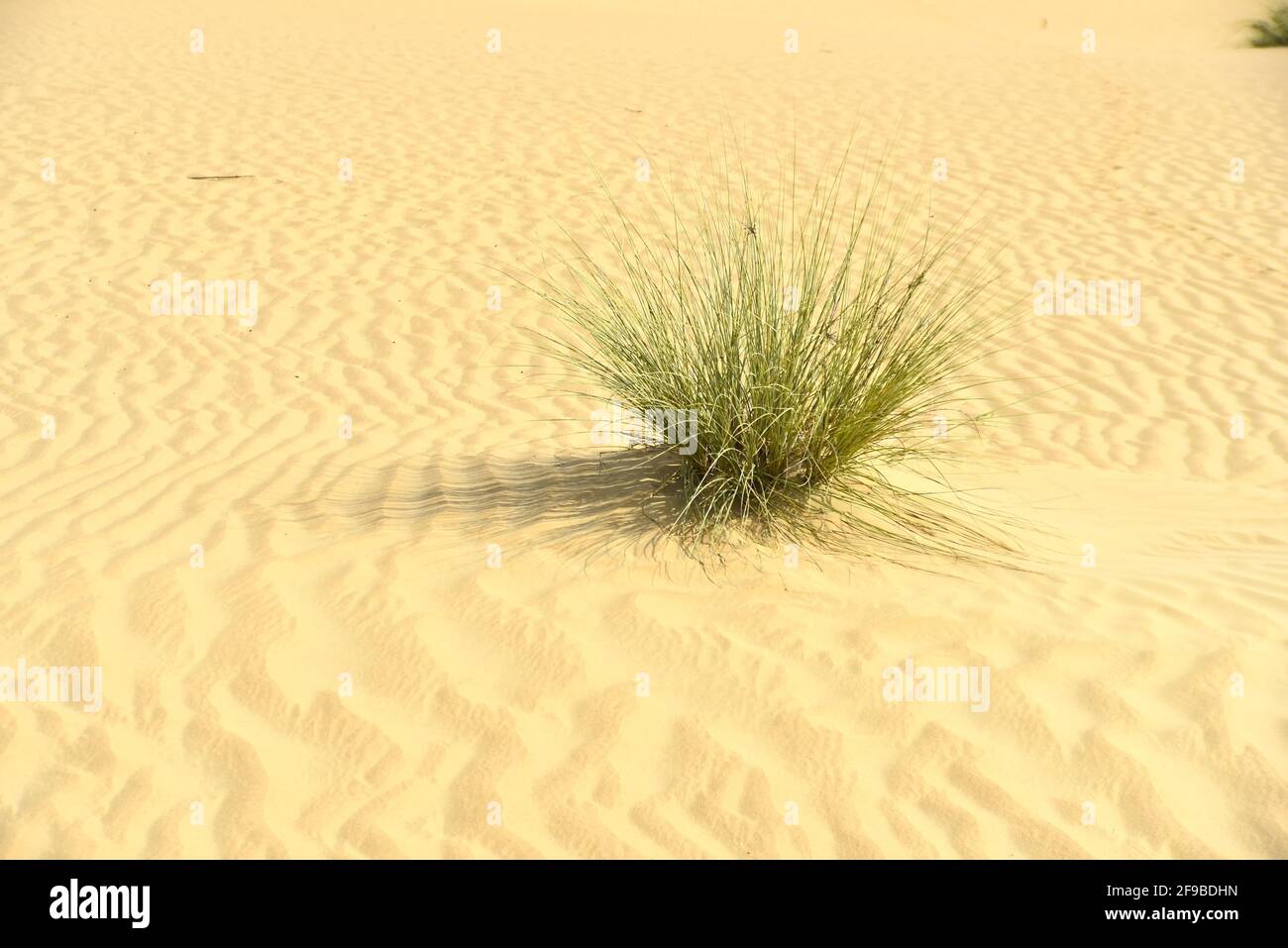 View of green grass on sand dunes in Dubai Stock Photo - Alamy