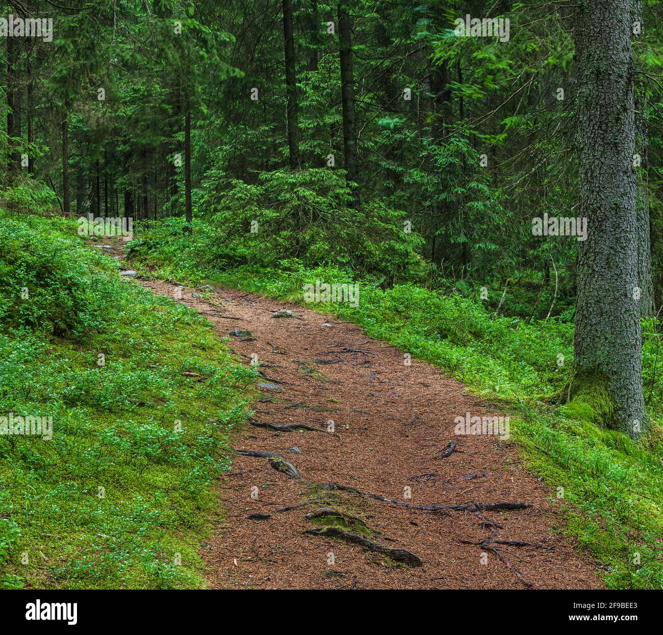 Green trail path pathway walkway hi-res stock photography and images ...