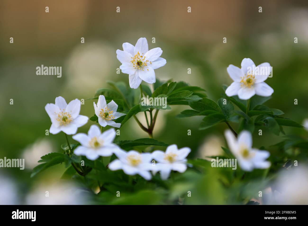Early spring flower anemone nemorosa on the background of bokeh green ...